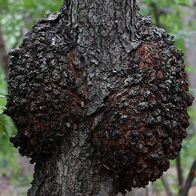 How to Identify Plant Disease - The Country Bumpkin Nursery